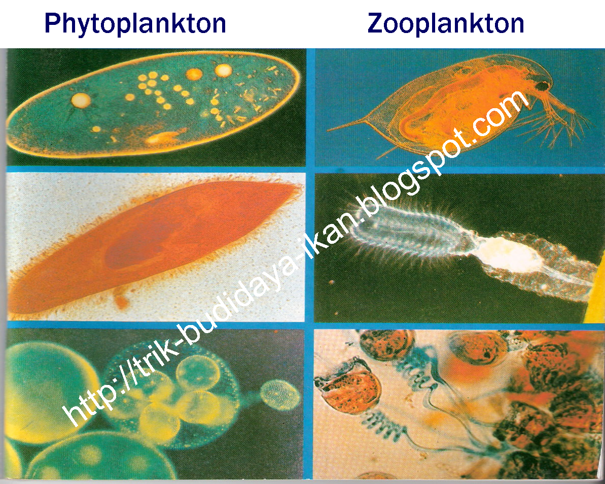Plankton | Trik sukses budidaya ikan