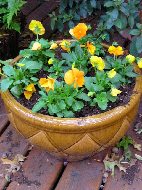 The Lazy Shady Gardener: Planting Pansies