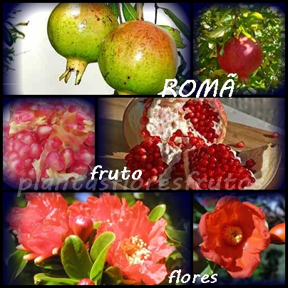 PLANTAS MEDICINAIS: ROMÃ - Punica granatum L.- Propriedades Medicinais - 25