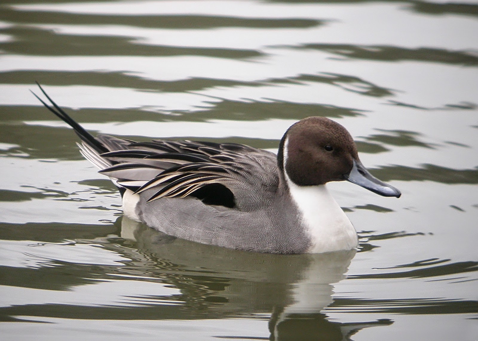 Aves y Fotografía de Naturaleza: Ánade Rabudo, Anas acuta, Pintail