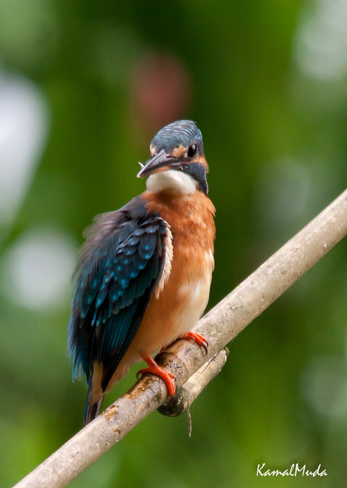SOUTH EAST ASIA BIRDS - Malaysia birds paradise: January 2013