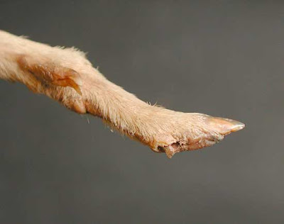 Pig-Footed Bandicoot (Chaeropus ecaudatus) ~ World Extinct Animals