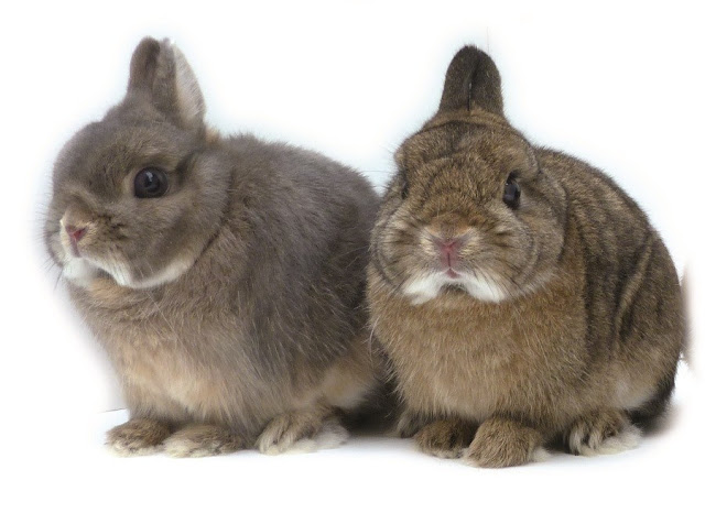 Kelinci Mini Netherland Dwarf dan cara perawatannya | Tips info ...