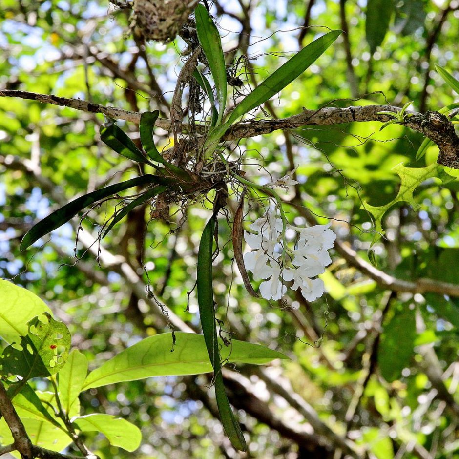 Rodriguezia venusta care and culture | Travaldo's blog