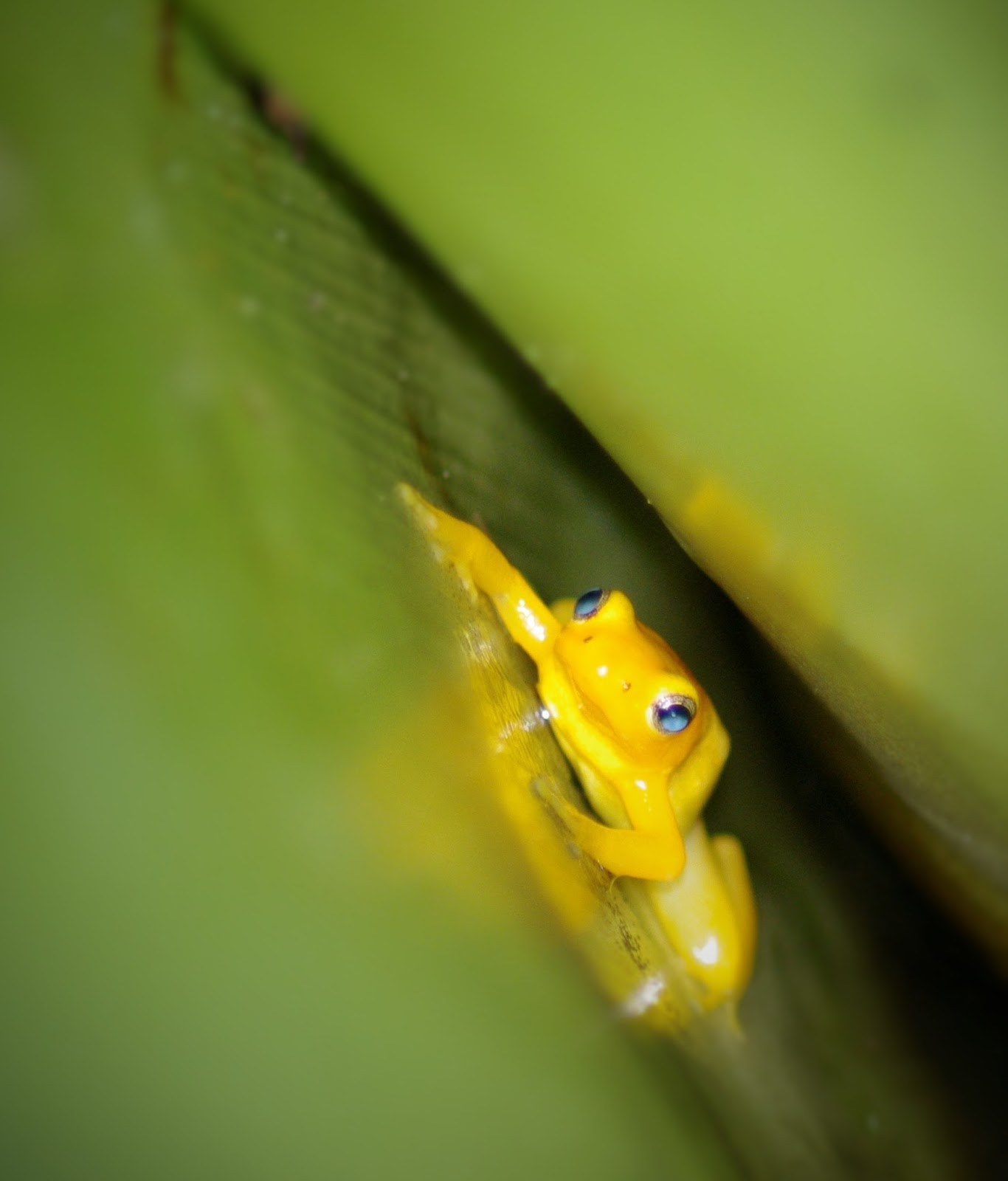 Ten Million Earthlings: Bromeliad Boroughs