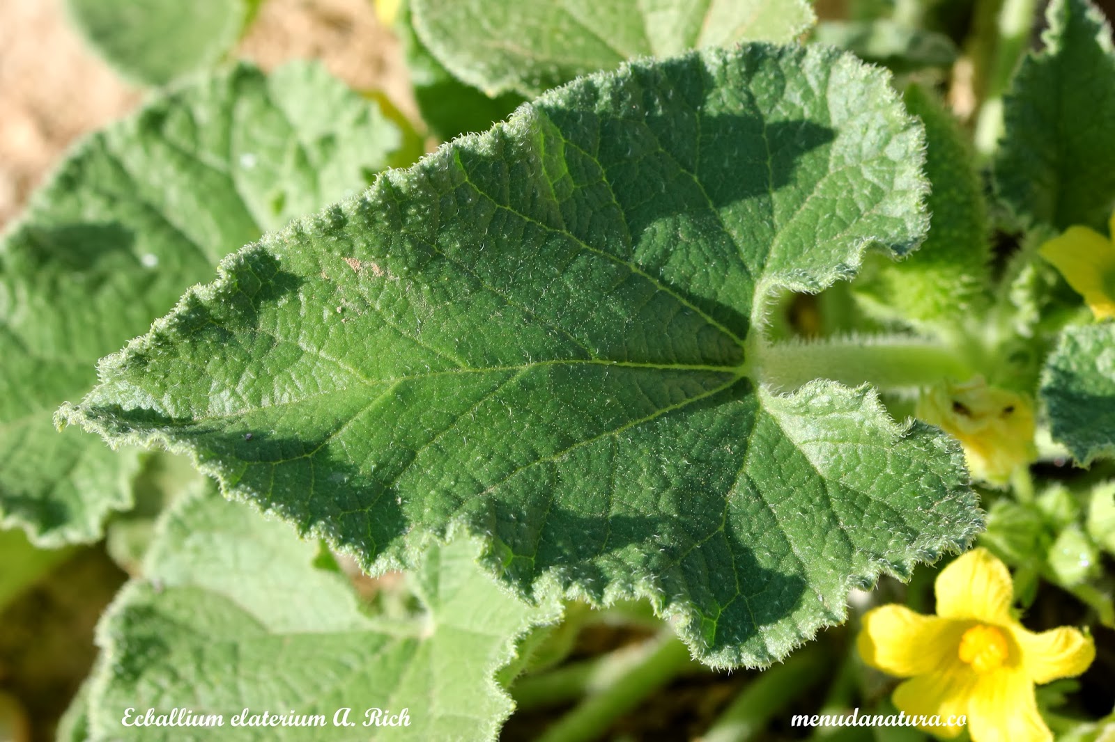 Menuda Natura: Ecballium elaterium A. Richard