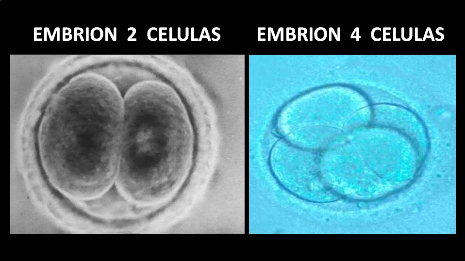 MANUAL DE REPRODUCCION BOVINA: GESTACION