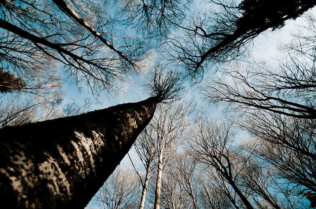 Sonia's Photography Composition and Genres Blog: Worms eye POV