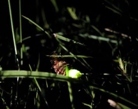 All About Wildlife: Glow Worm (Arachnocampa luminosa)