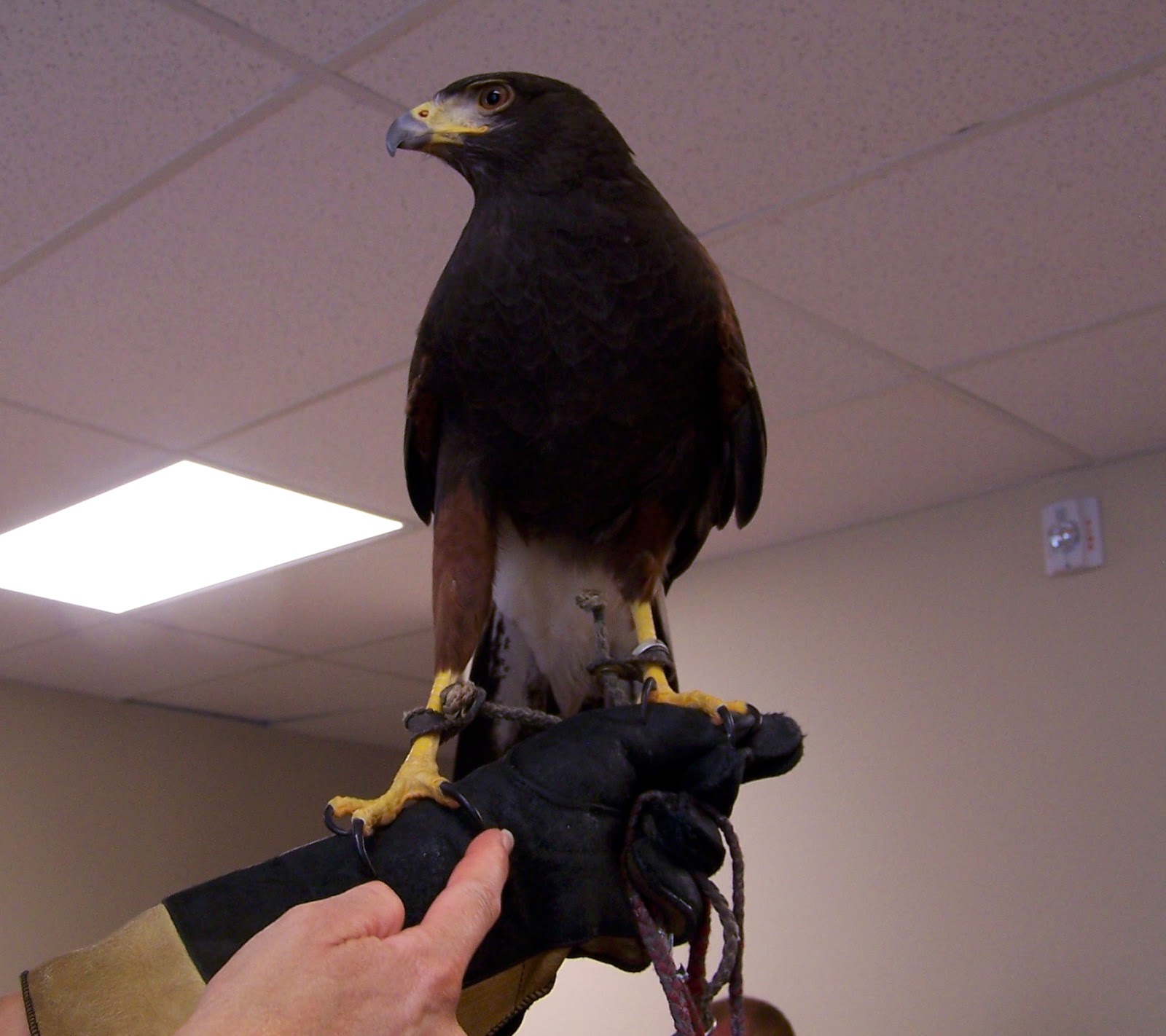 The Natural World: Harris Hawk at the Dinosaur Hotel!