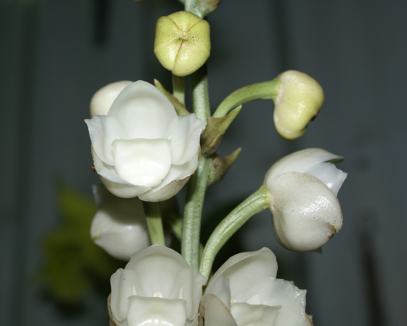 EXPOR ORQUIDEAS.COM: Peristeria elata