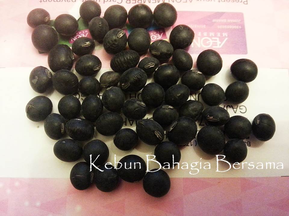 Kebun Bahagia Bersama: Black Edamame Bean