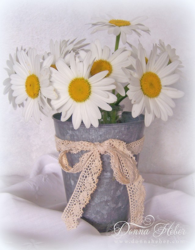 Donna's Designs: Shasta Daisies