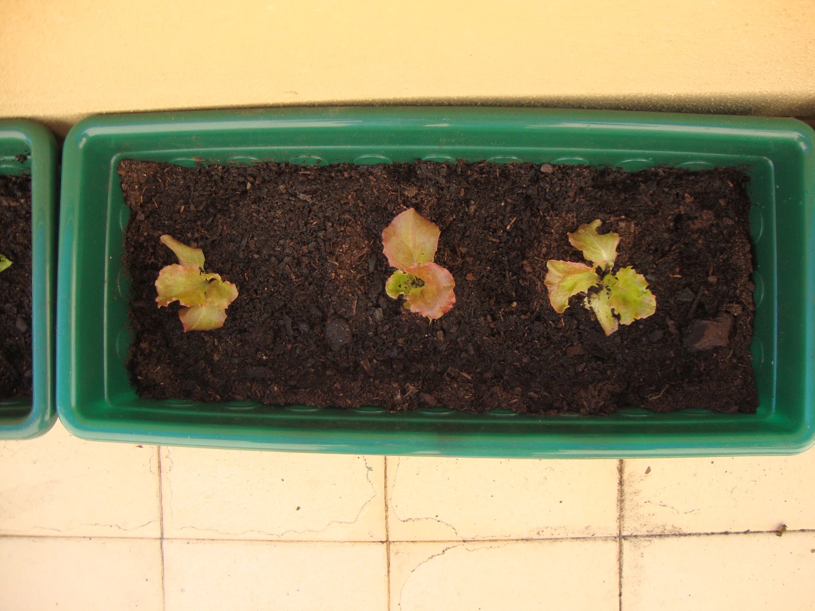 A economia cá de casa: Novidades da Mini-Horta!