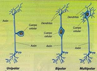 MORFOFISIOLOGIA I: NEUROANATOMIA