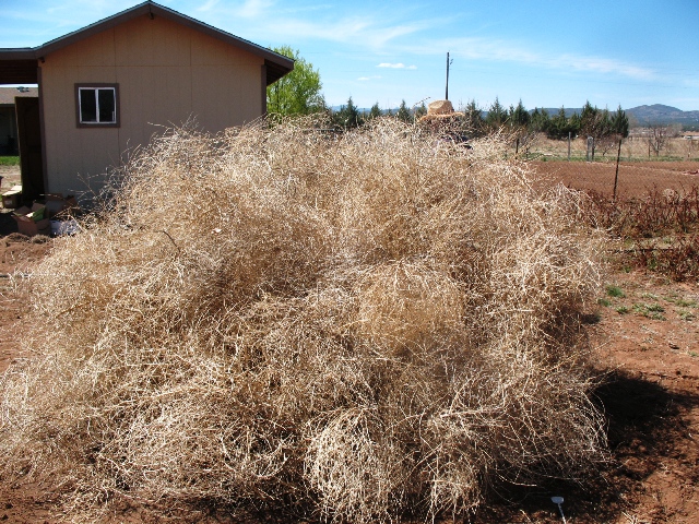 Discover. . .: Brutal Winds Bring Attack of the Tumbleweeds