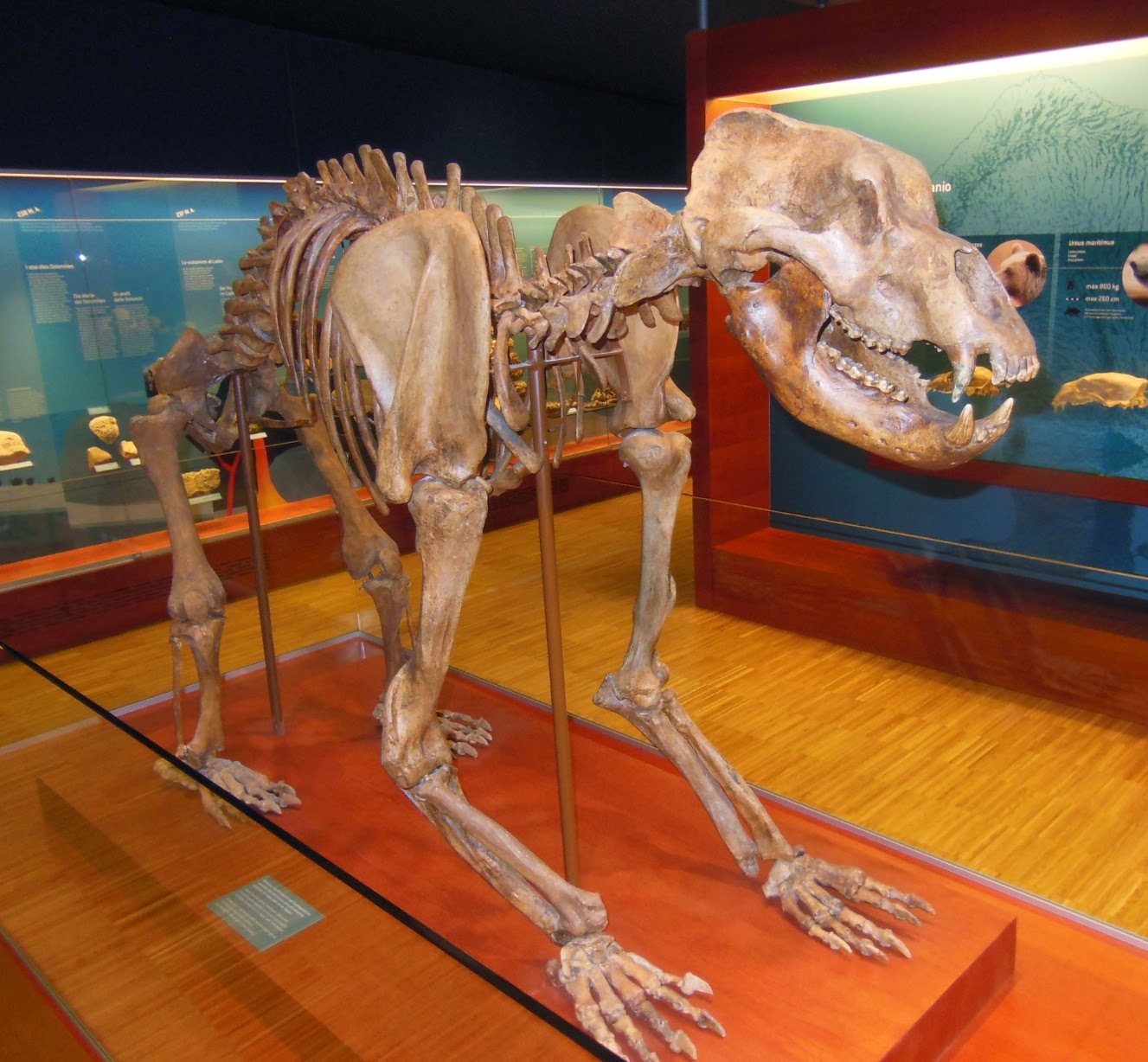 Commander Kelly: The Bear Museum, Ladin