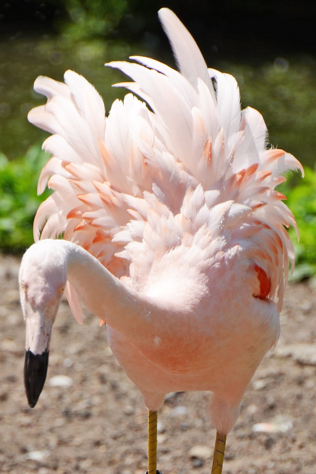 Snippets from Springdale: Zoo Zunday