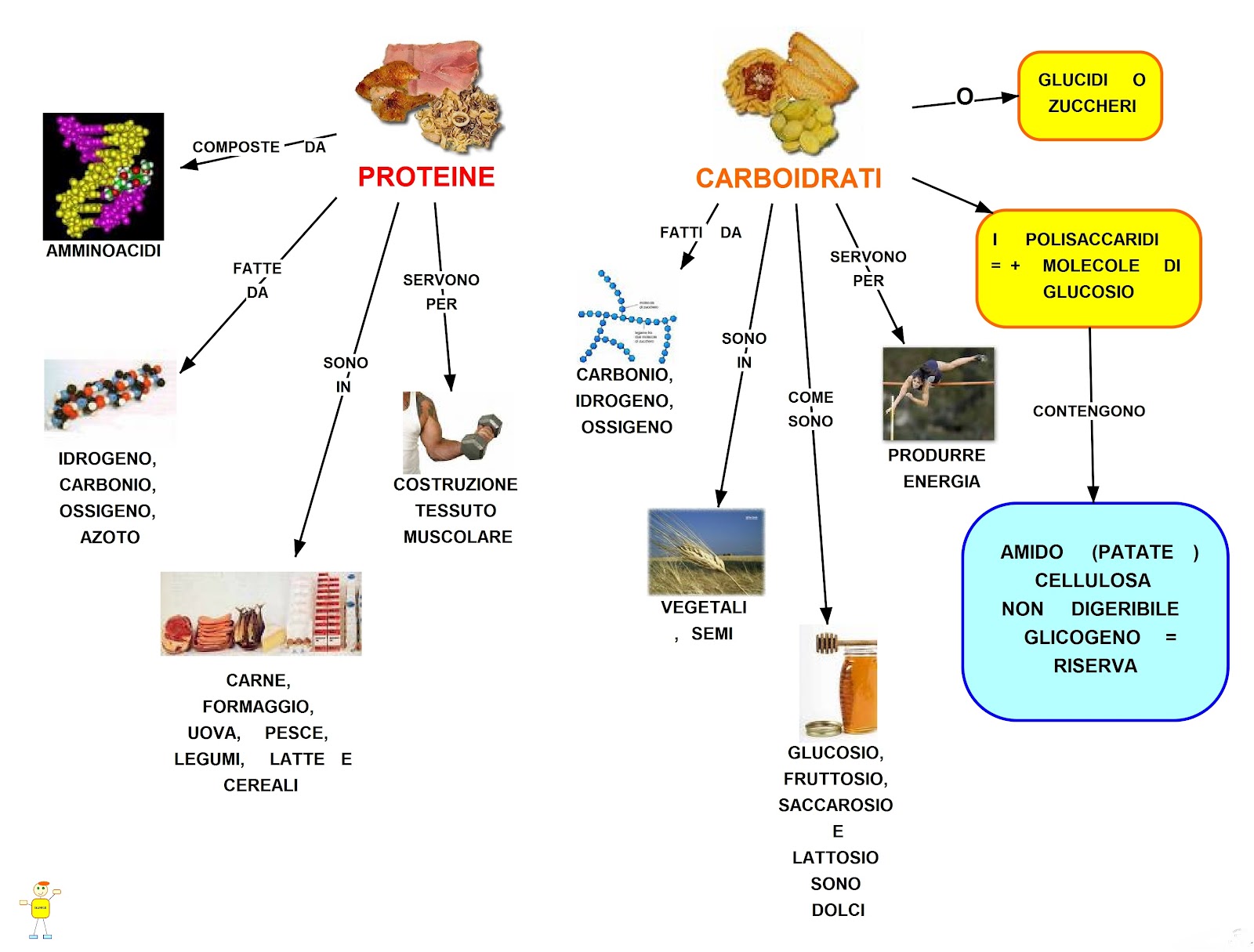 MAPPER: PROTEINE E CARBOIDRATI