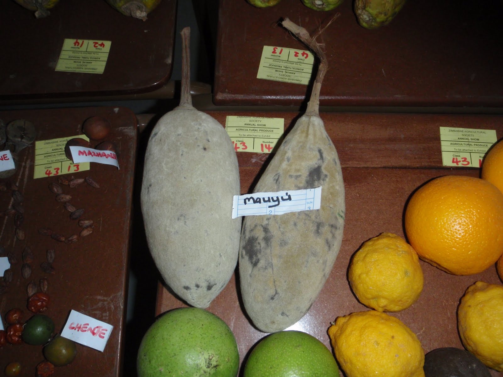 Xtremehorticulture of the Desert: Zimbabwe and the Baobob Tree