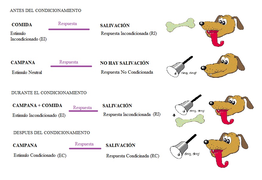 Condicionamiento Clásico: Pavlov