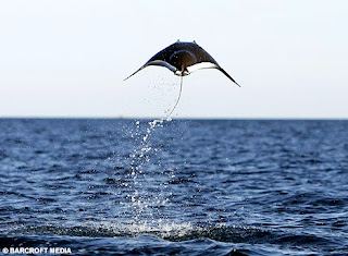 The Dive Shack Tides: Creature Feature: Flying Mobula Rays