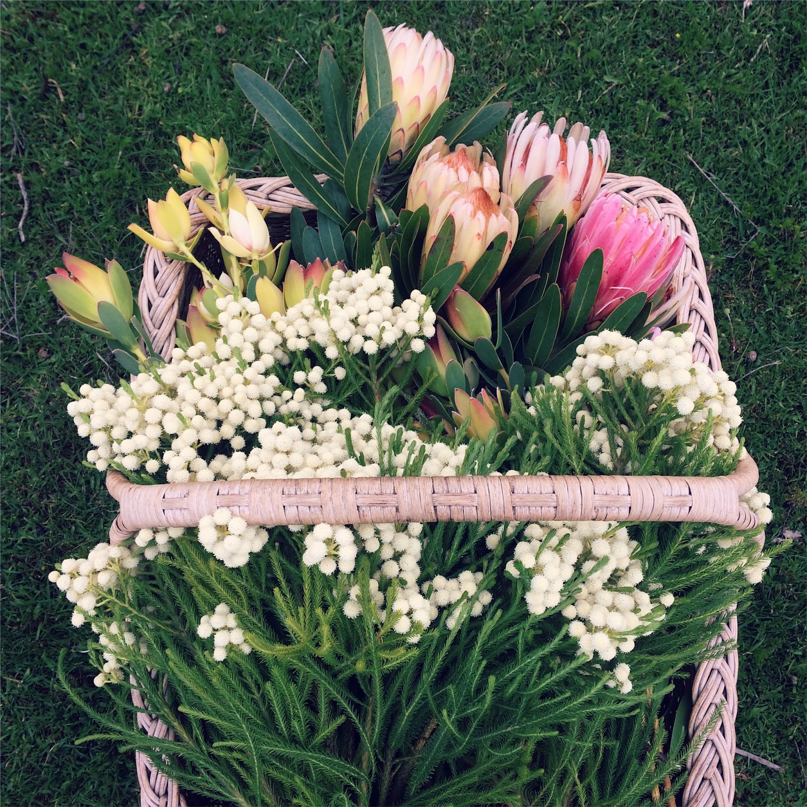 Swallows Nest Farm: November Flowers