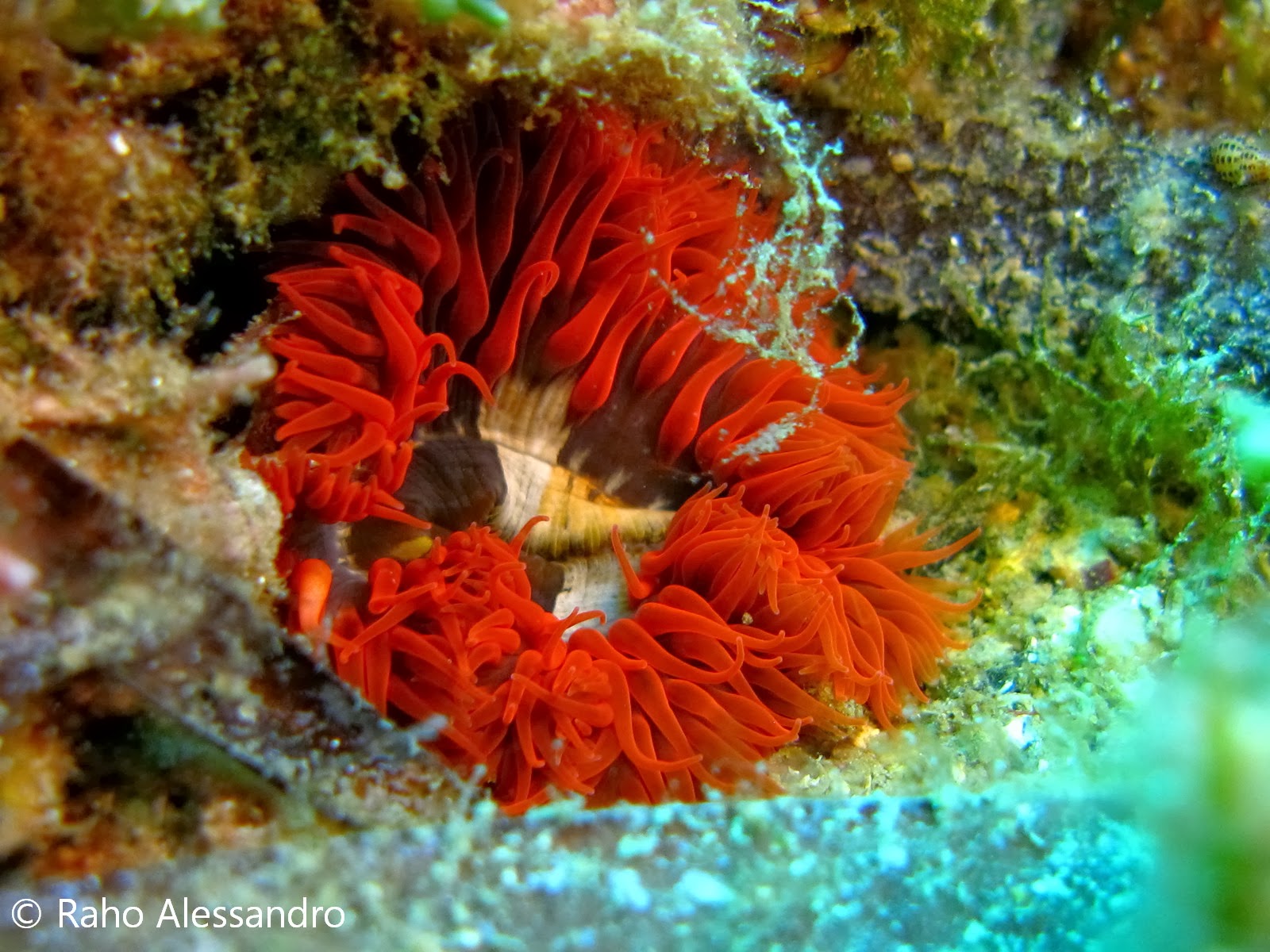 Necton e Plancton: Cnidari: Attinia Striata