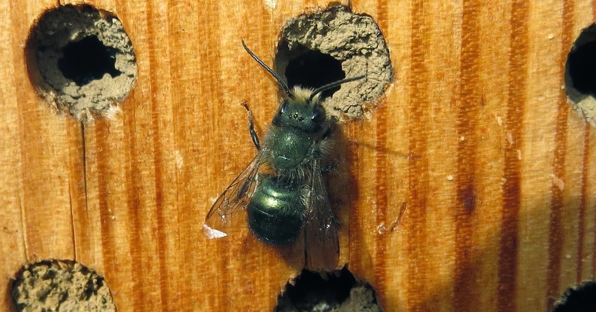 Mason Bees: Maintenance and Harvesting and Cleaning