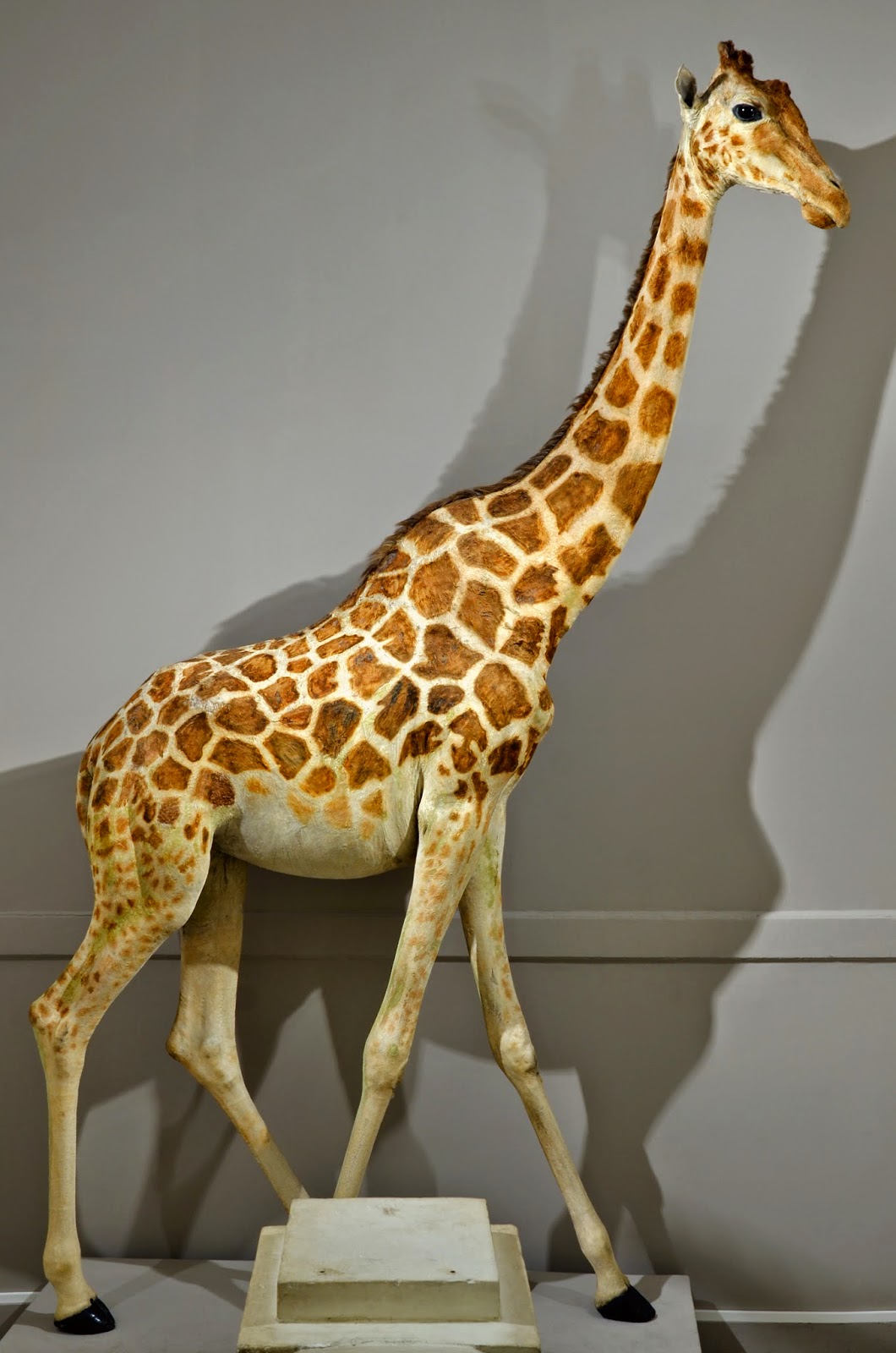 All Animals: Zarafa (Giraffe) Profile,News,Photos