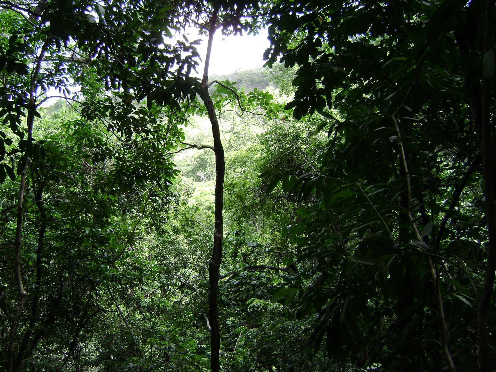 S.O.S Natureza !!! Oficial