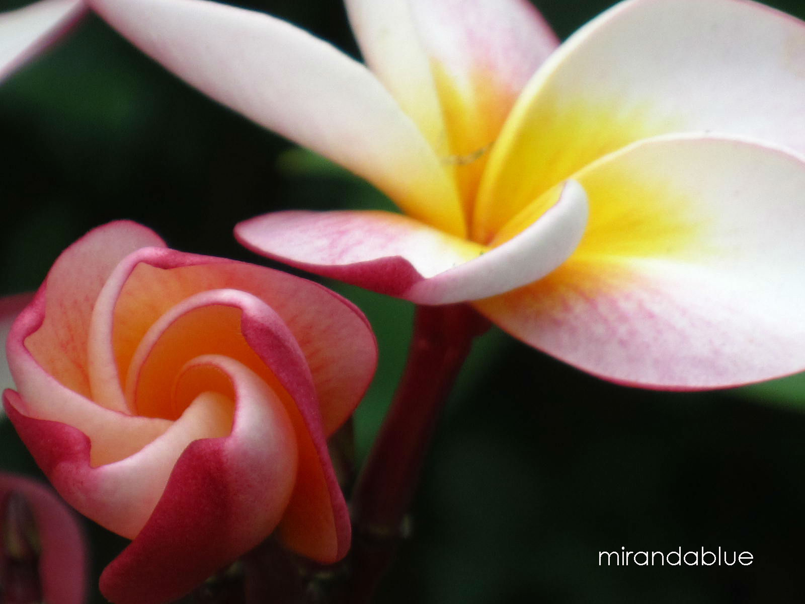 Live in the Moment: Pink Kalachuchi