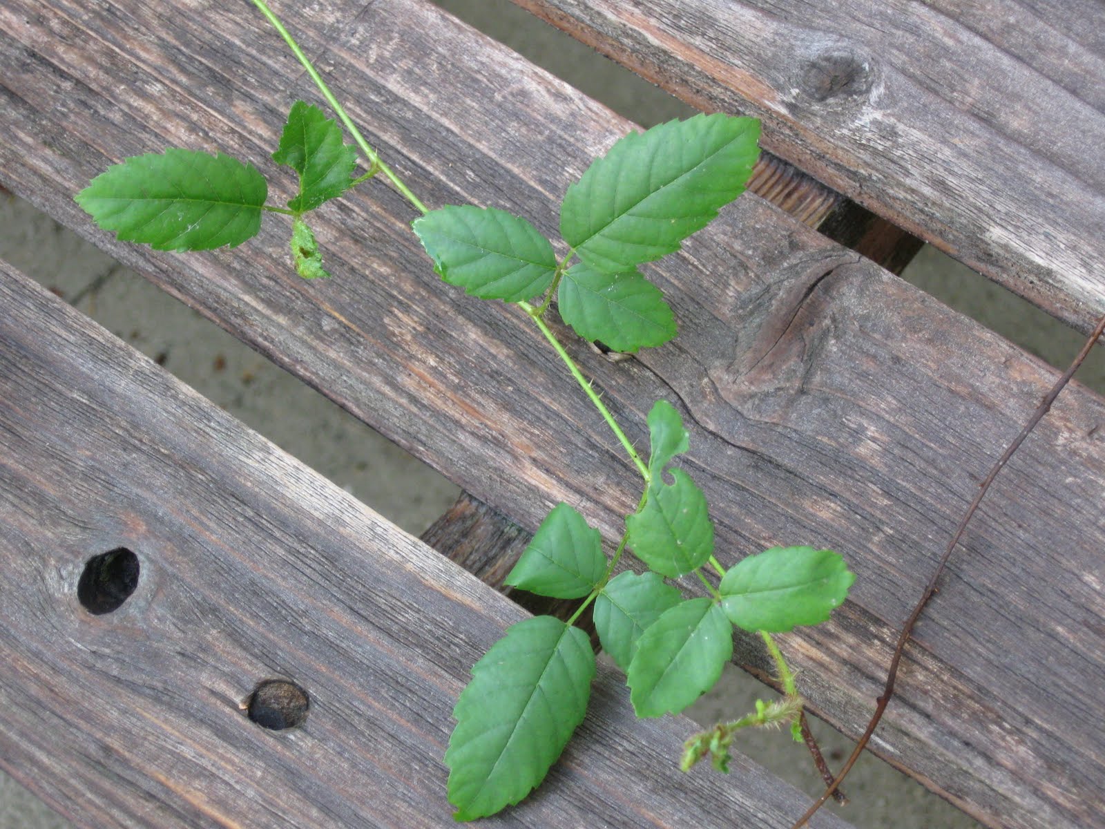 Gardening From the Ground Up: VINES WE LOVE TO HATE... OR NOT