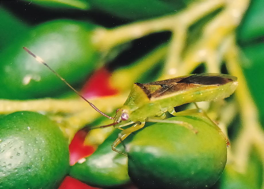 2011 | AGardenersWorld