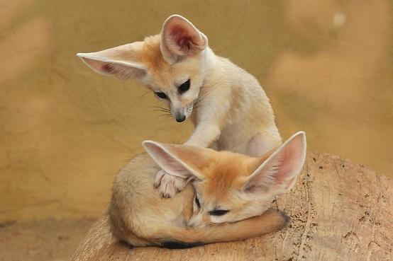 Here Anything IS Everything: SMALLEST FOX SPECIES