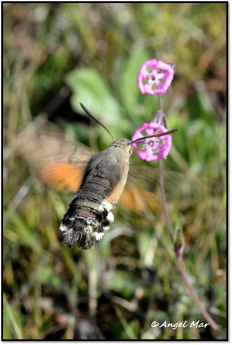 Flores y Bichos ***: Macroglossum stellatarum (Polilla Esfinge colibrí ...