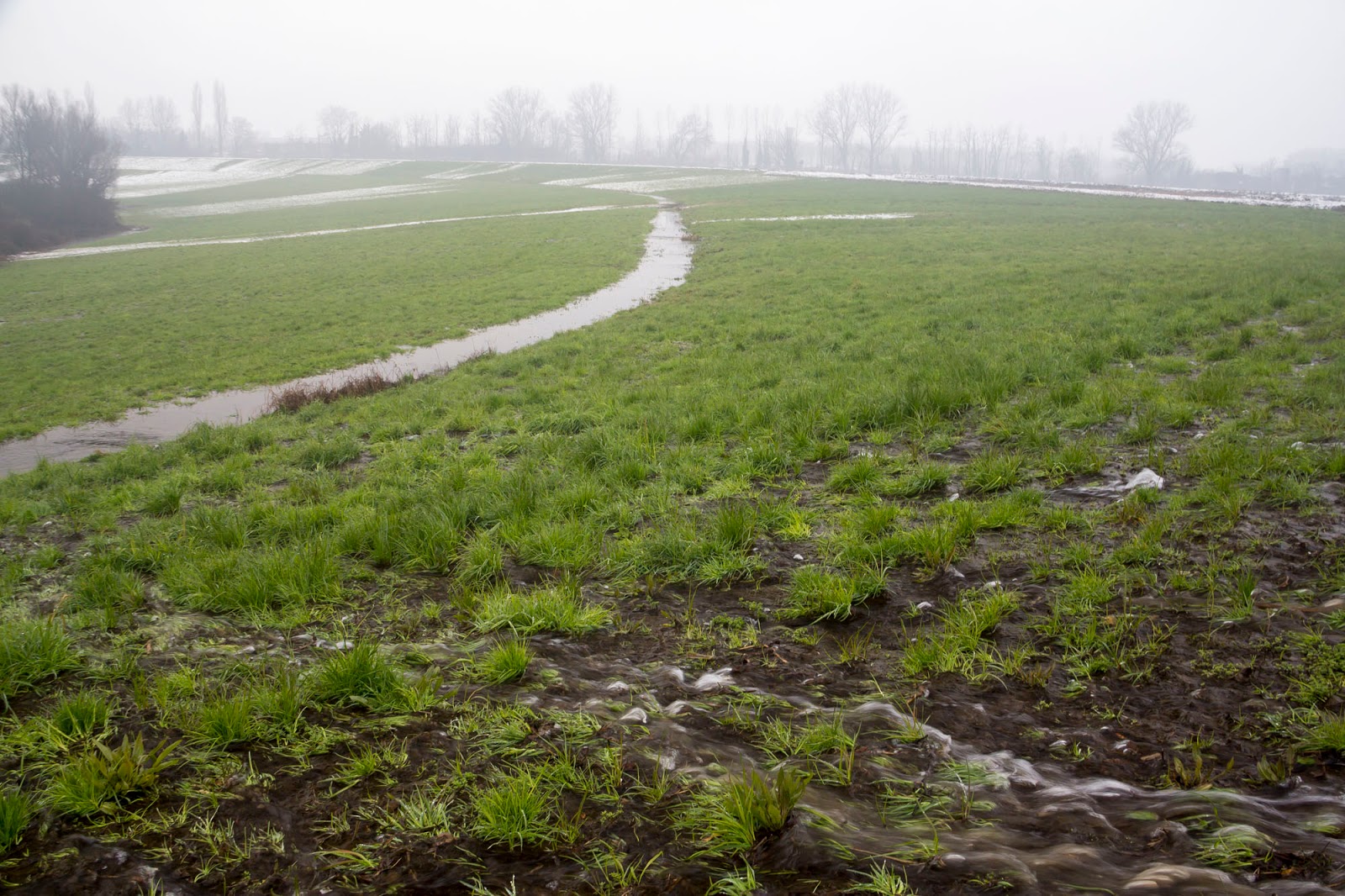 Parco del Ticino, oltre venti coppie di cicogne nidificano grazie alle ...