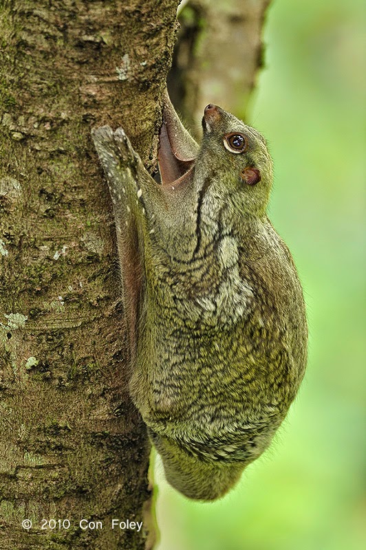 SUNDA COLUGO photos - wallpapers | the fun bank