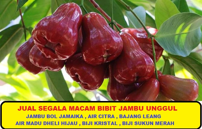 JURAGAN BIBIT TANAMAN HUTAN DAN BUAH-BUAHAN : JUAL BIBIT JAMBU UNGGUL