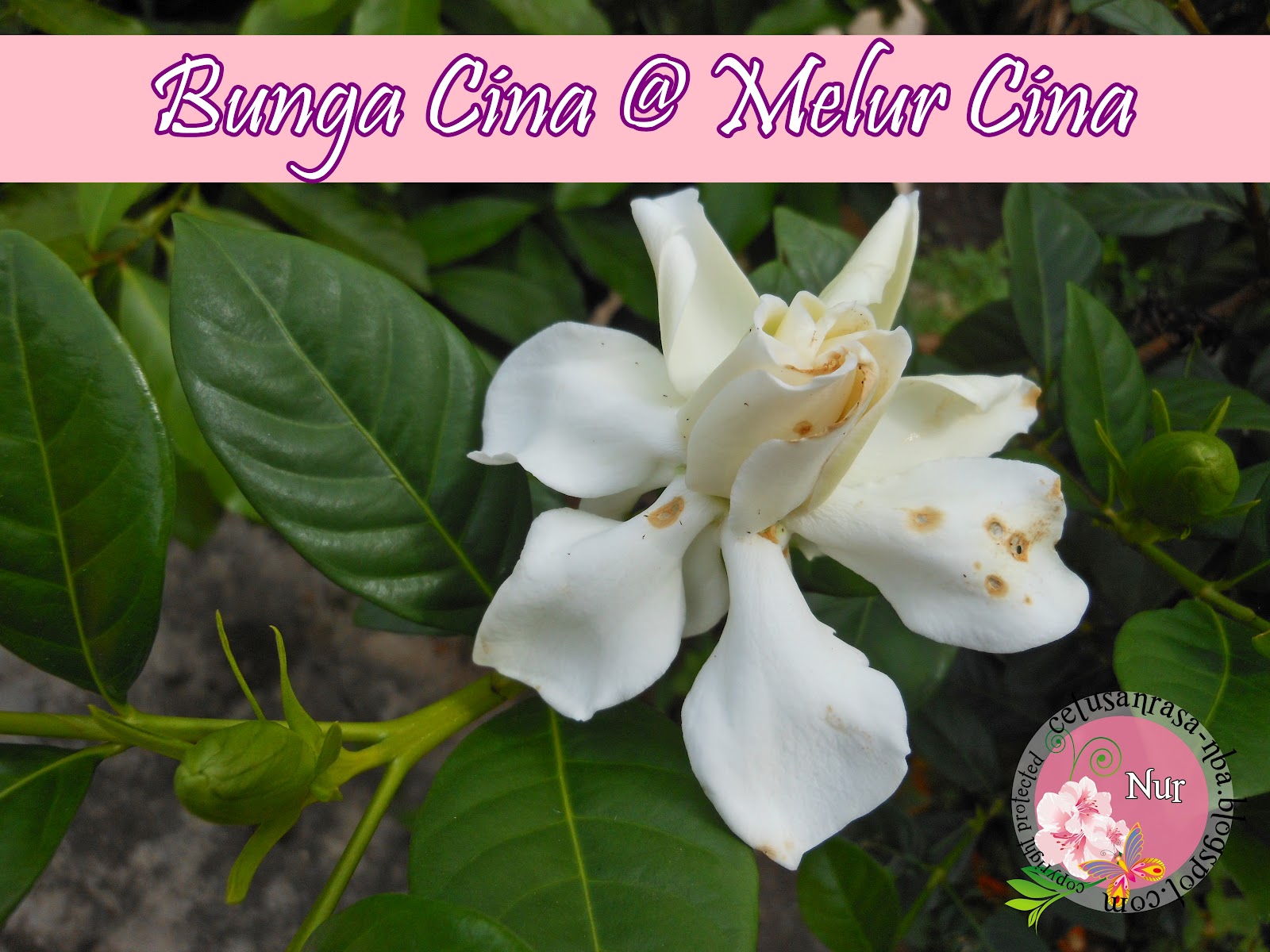 Cetusan Rasa: Bunga Cina atau Melur Cina