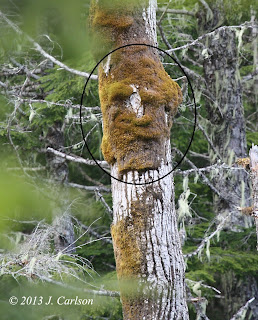 Nature-in-verse: Faces on Northwest Trees