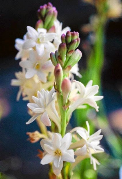 Seminte si plante de gradina hobby: Tuberoze-Polianthes tuberosa
