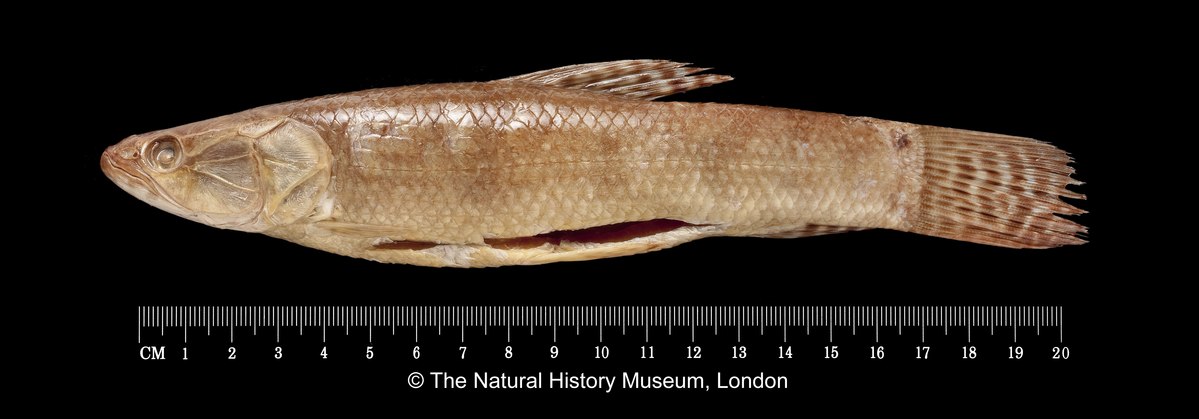 Dicas de Pesca: Conheça as 11 espécies de Traíras - Hoplias - Laus Pesca