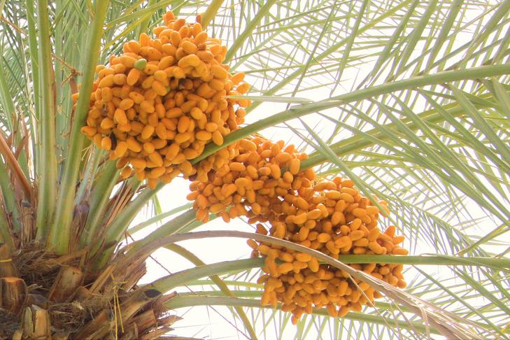 Viajando: As Tâmaras dos Emirados Árabes Unidos