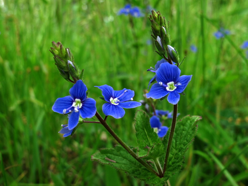 The Joyce Road Neighborhood: Wildflower - Bird's-eye Speedwell