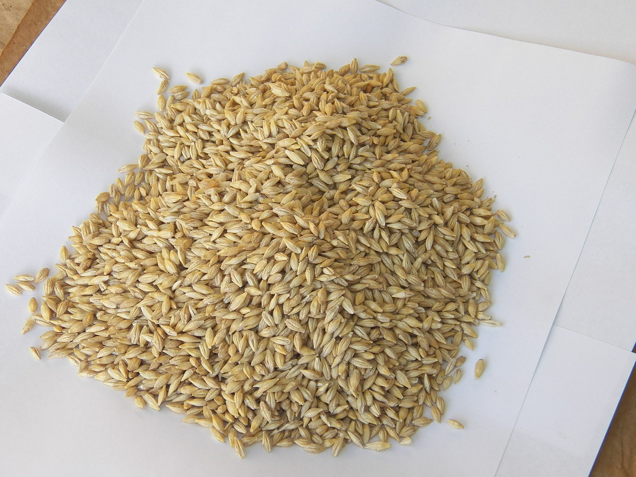 History of food: 5 interesting facts about Barley
