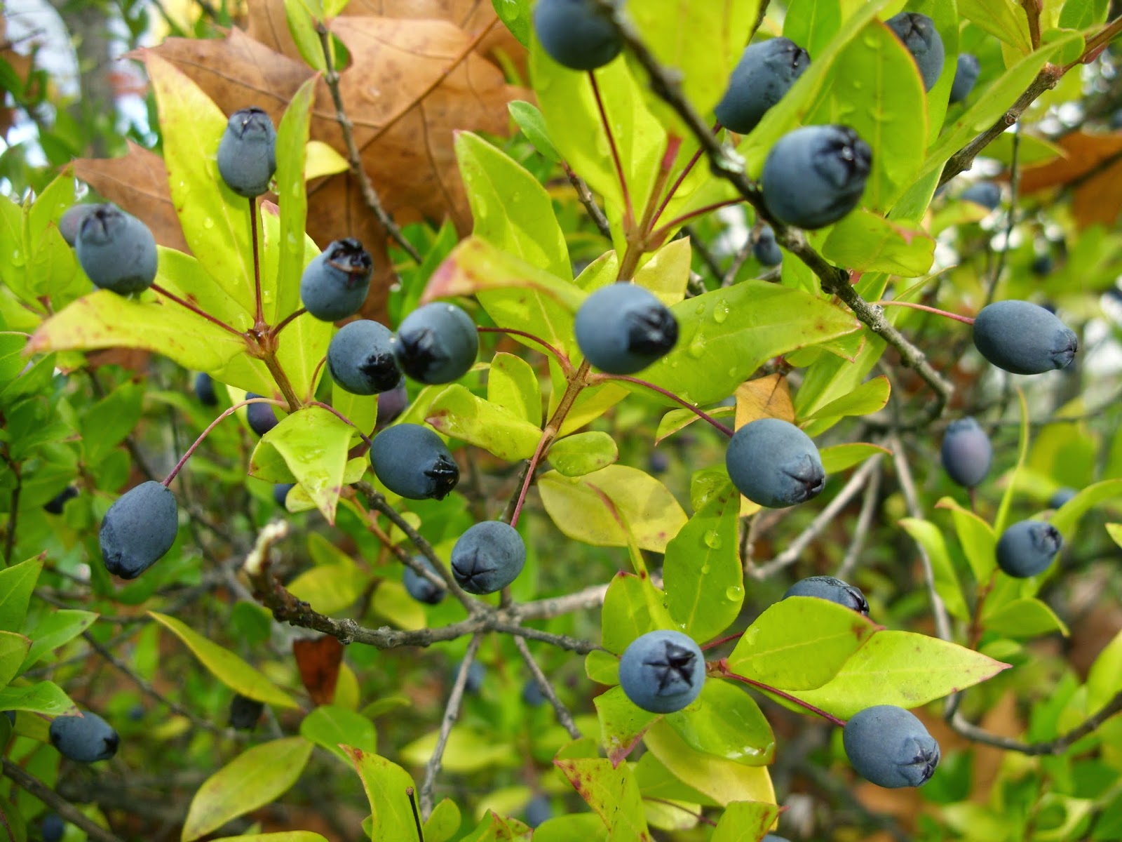Jardim Autóctone: Murta (Myrtus communis)