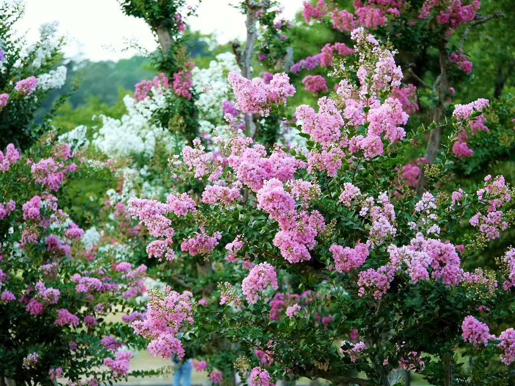 Stardust Talk : Japanese Crape Myrtle