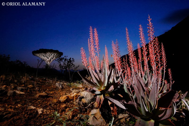 O Lume Minunata: Socotra, el Mundo Perdido