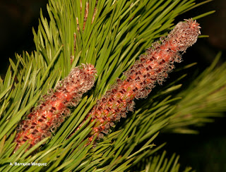 Naturaleza Viva: Pinus pinea L. Fam: Pinaceae